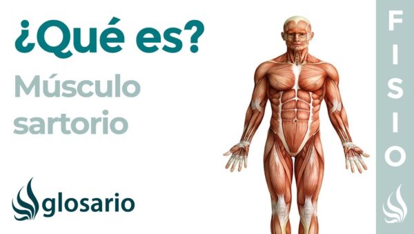 Sartorio: El Músculo Clave de tus Piernas | CT Entrenadores